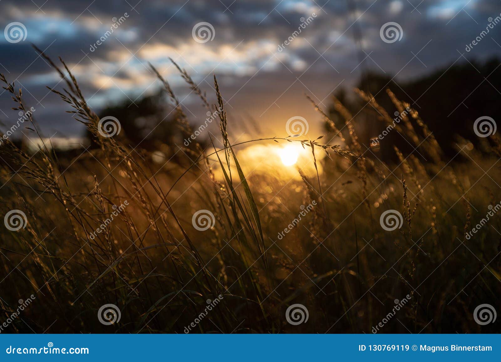 Low Angle View of a Back Lit Grass Field at Sunset Stock Image - Image ...