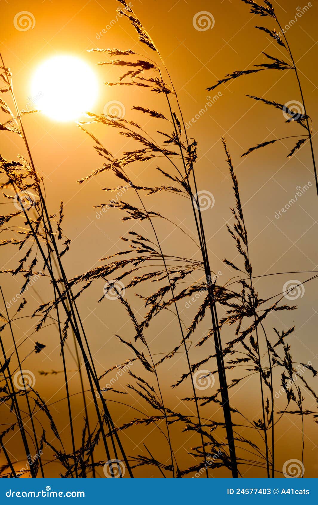Backlit grass by the sun stock image. Image of pattern - 24577403