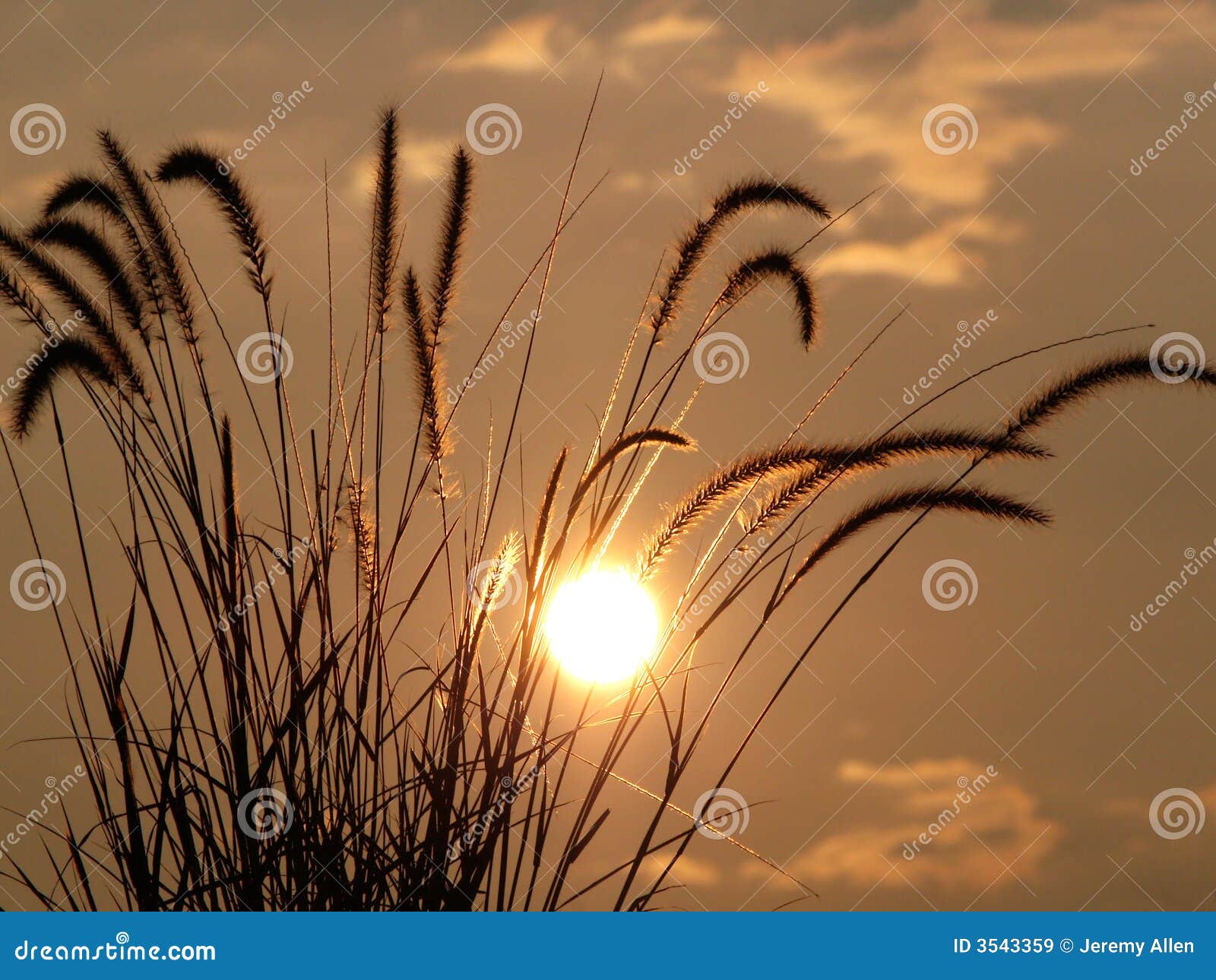 Backlit Grasses stock image. Image of backlit, nature - 3543359