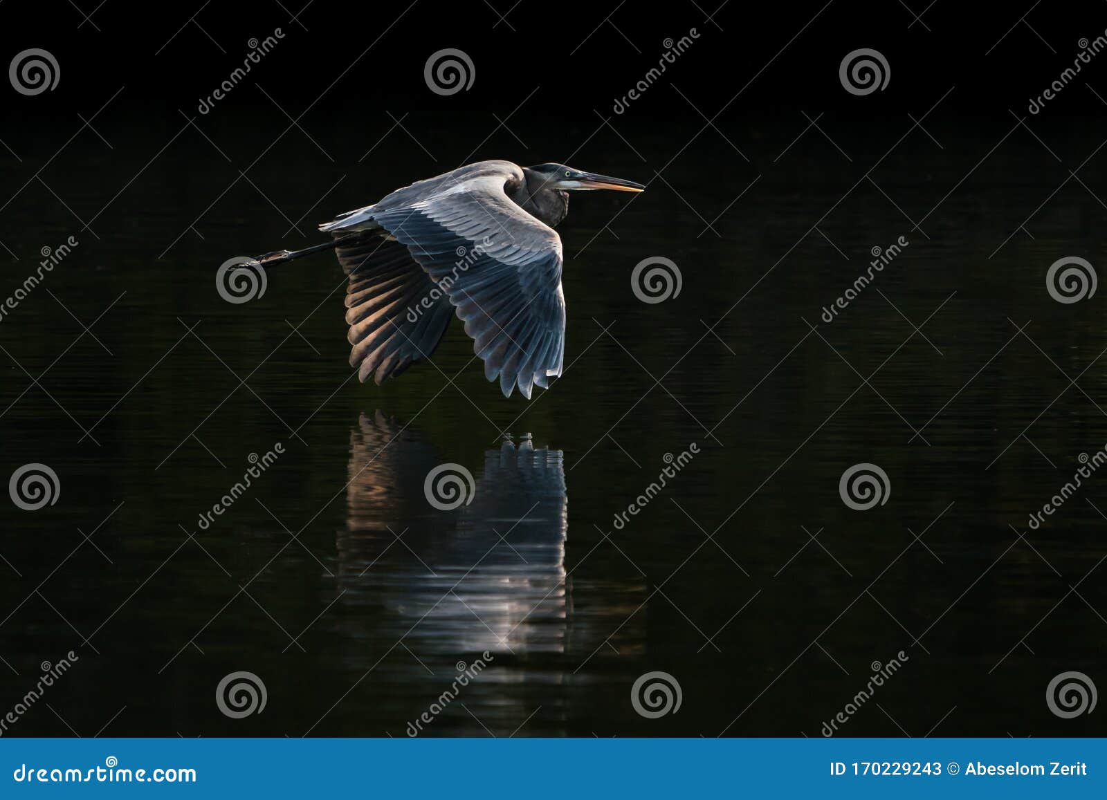 Great Blue Heron in Flight VIII Stock Image - Image of united, rhode ...