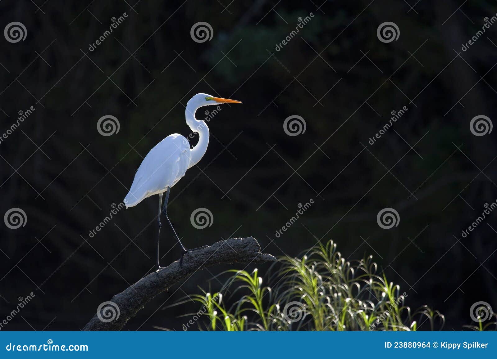 Backlit Great White Heron stock photo. Image of serenity - 23880964