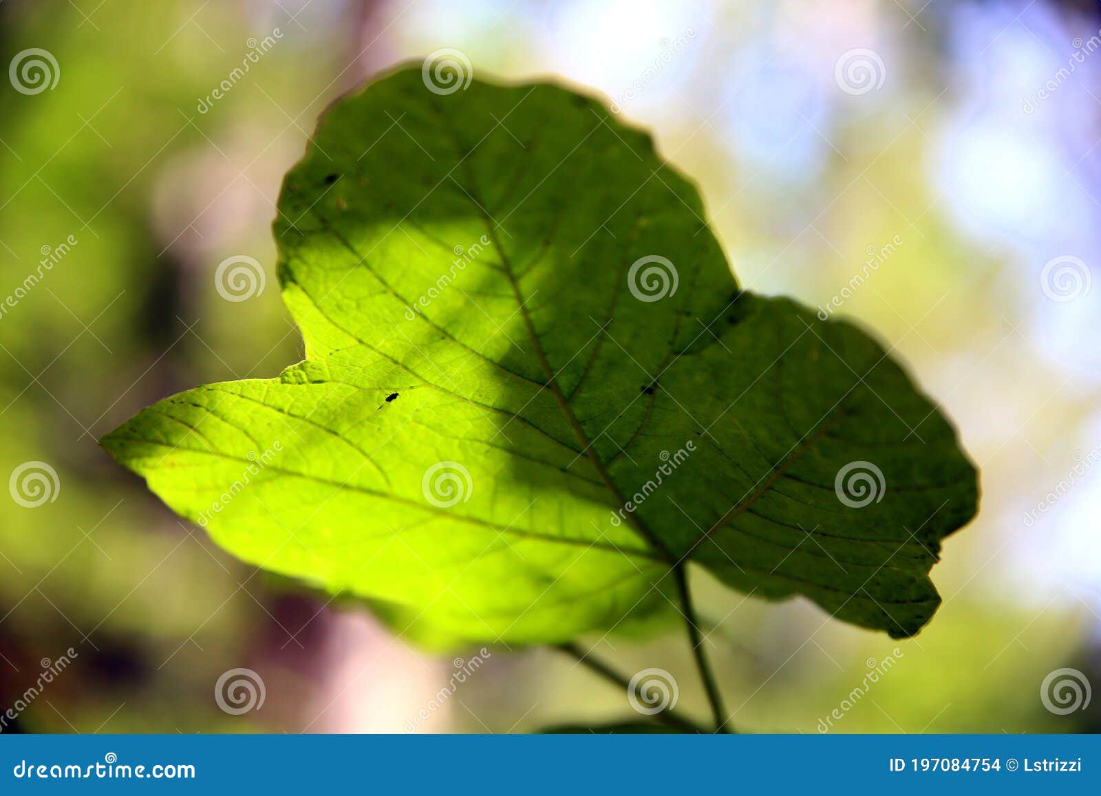 A Backlit Leaf in the Woods Stock Photo - Image of calm, botany: 197084754