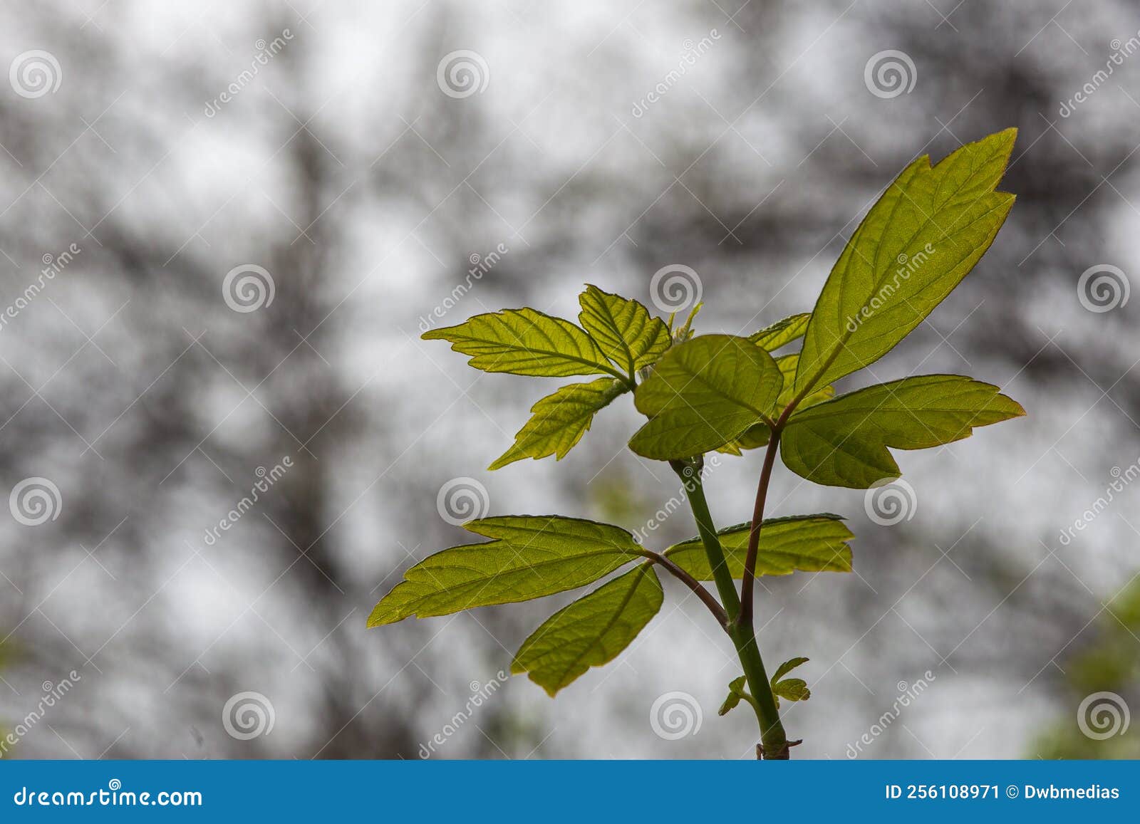 Backlit Green leaves stock image. Image of natural, concept - 256108971