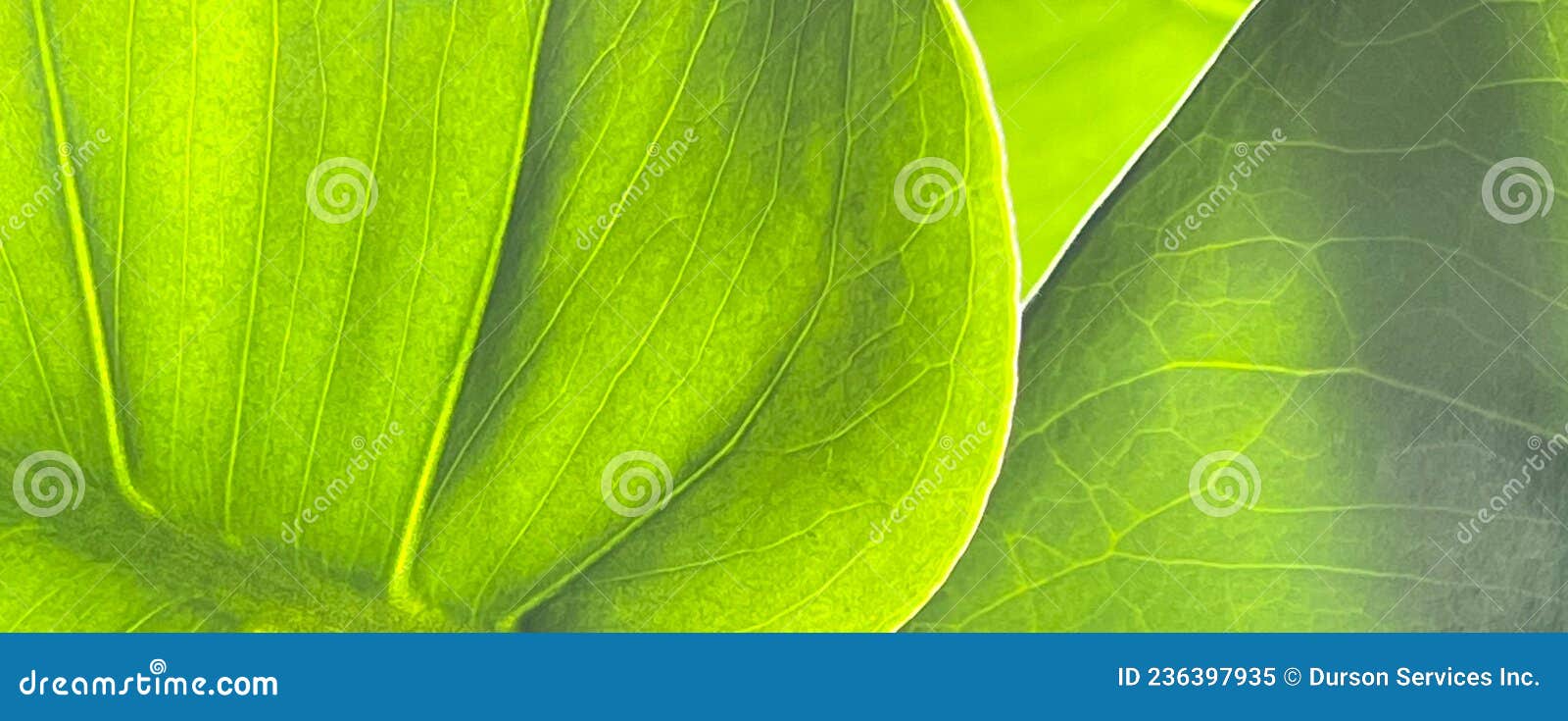 Green Backlit Leaves See-through from Sunlight. Stock Image - Image of ...