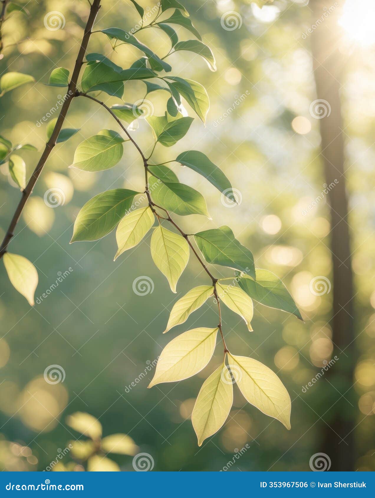 Backlit Green Leaves on Tree Branch with Sunlight. Stock Photo - Image ...