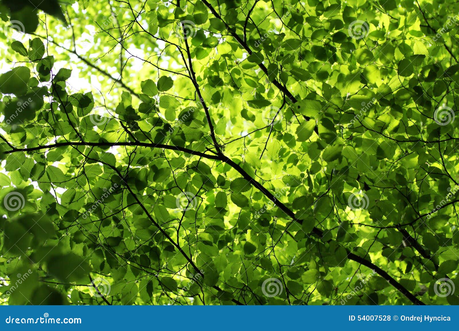 Backlit Green Leaves of Trees Stock Photo - Image of environment, broad ...