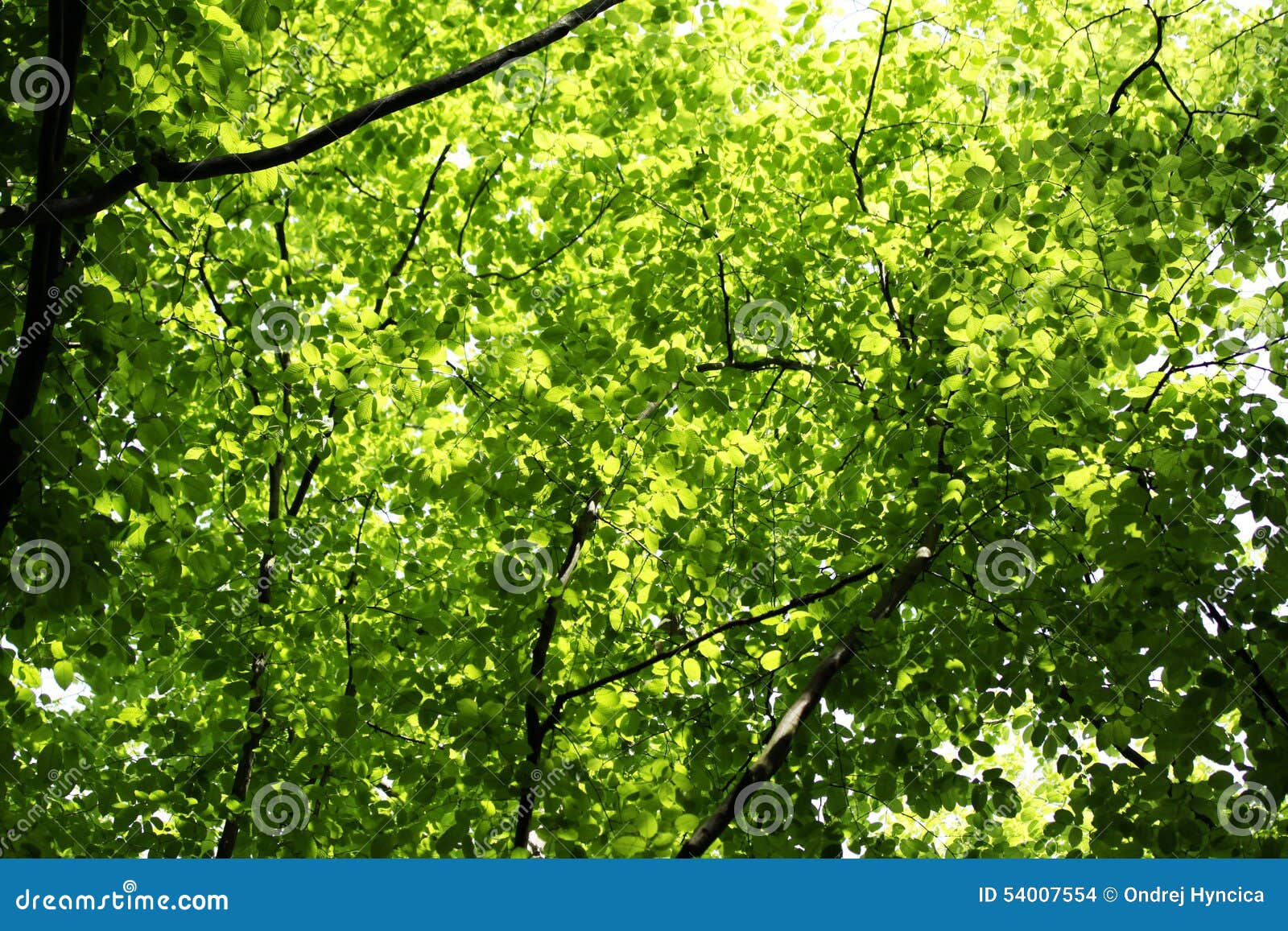 Backlit Green Leaves of Trees Stock Photo - Image of grass, fertile ...