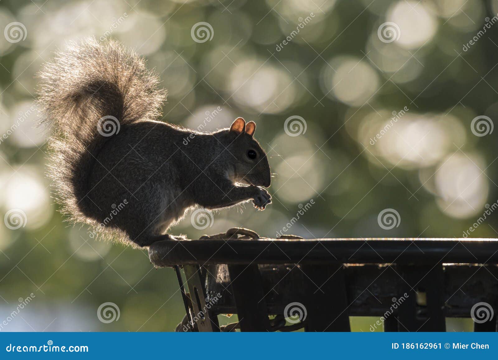 Grey Squirrel Eating Trash Food Standing on the Trash Bin Stock Image ...