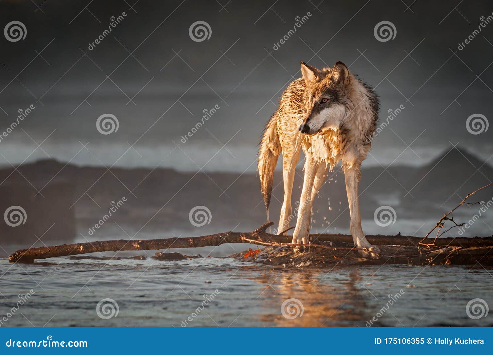 Backlit Grey Wolf Canis Lupus Turns Left on River Autumn Stock Image ...