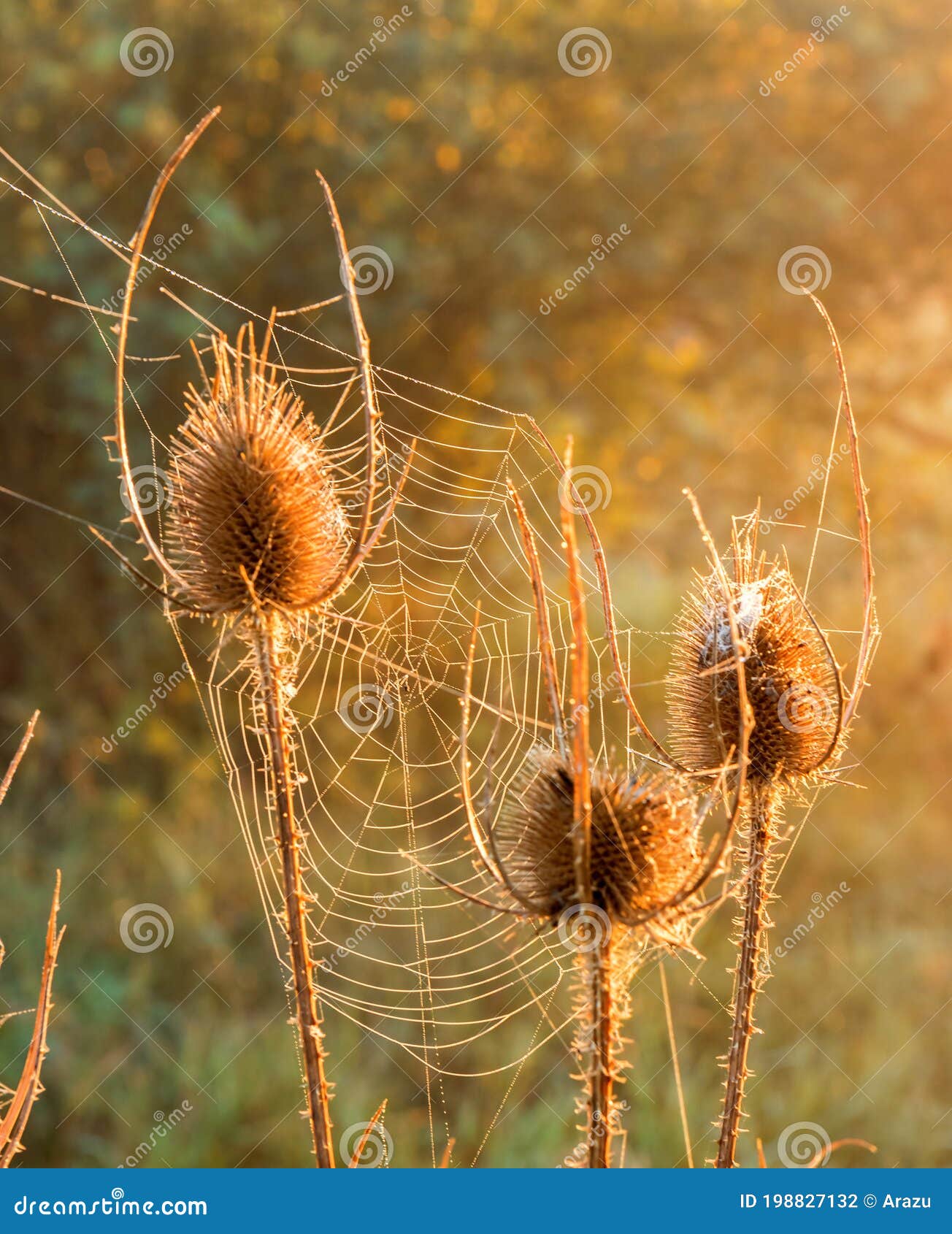 Dried Teasel Seedheads In A Field Stock Photography | CartoonDealer.com ...