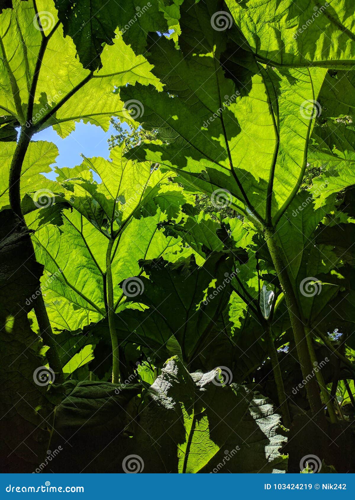 Gunnera stock image. Image of outside, botanical, exotic - 103424219