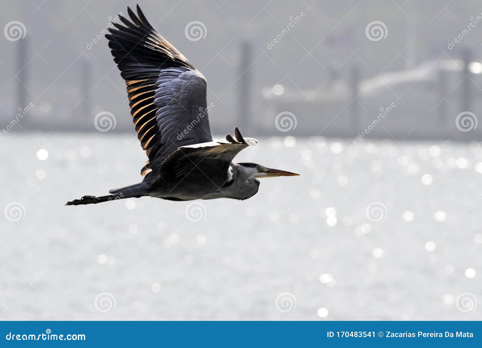 Backlit heron in flight stock image. Image of feathers - 170483541