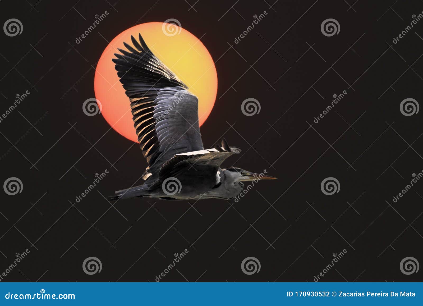 Backlit Heron Flight at Sunset Stock Photo - Image of flying, egret: 170930532