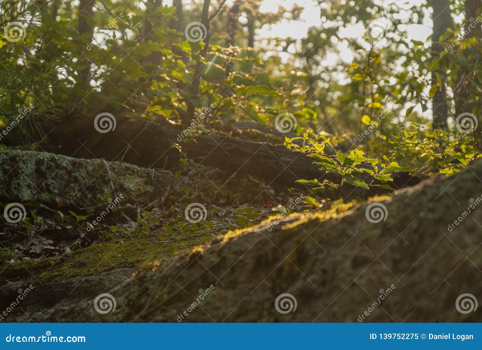 Backlit Hillside Downed Tree Late Afternoon Stock Image - Image of ...