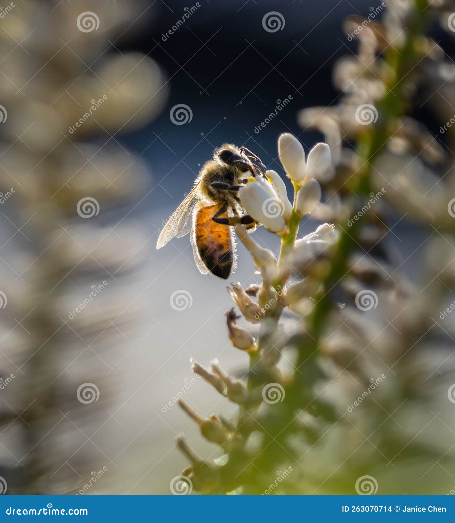 Backlit Honey Bee Gathering Nectar and Pollen from White Flowers Stock ...