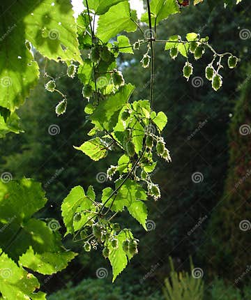 Backlit hops 2 stock image. Image of hops, brewing, flowers - 204367