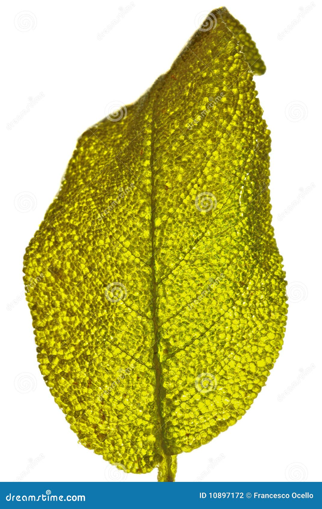 Backlit leaf stock photo. Image of flora, macro, environment - 10897172