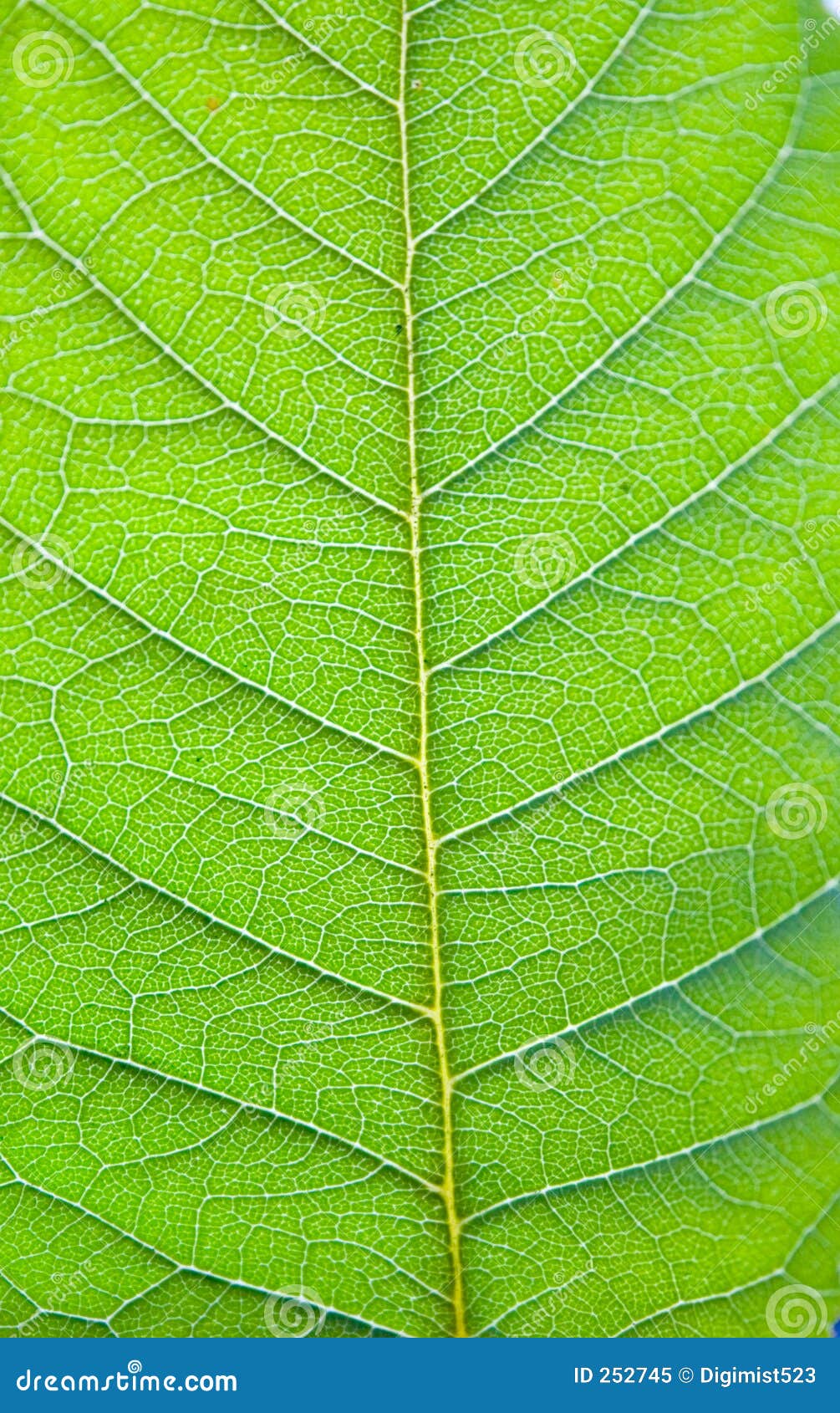 Backlit Leaf stock image. Image of close, tree, texture - 252745
