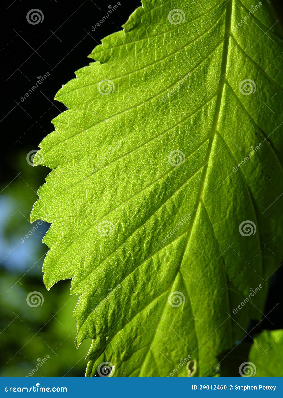 Backlit Leaf stock photo. Image of abstract, leaf, soft - 29012460