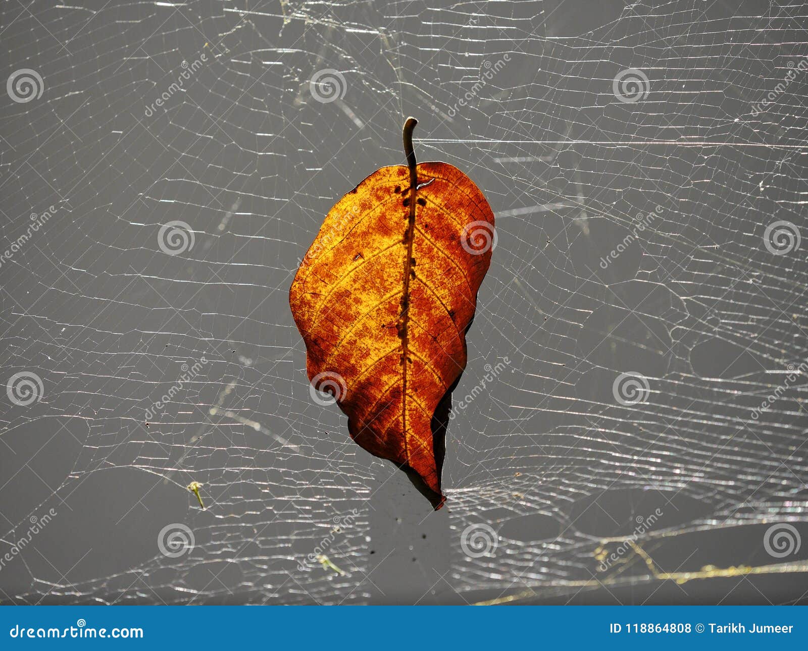 Backlit Fallen Leaf Stuck in Spider Web Stock Photo - Image of spider ...