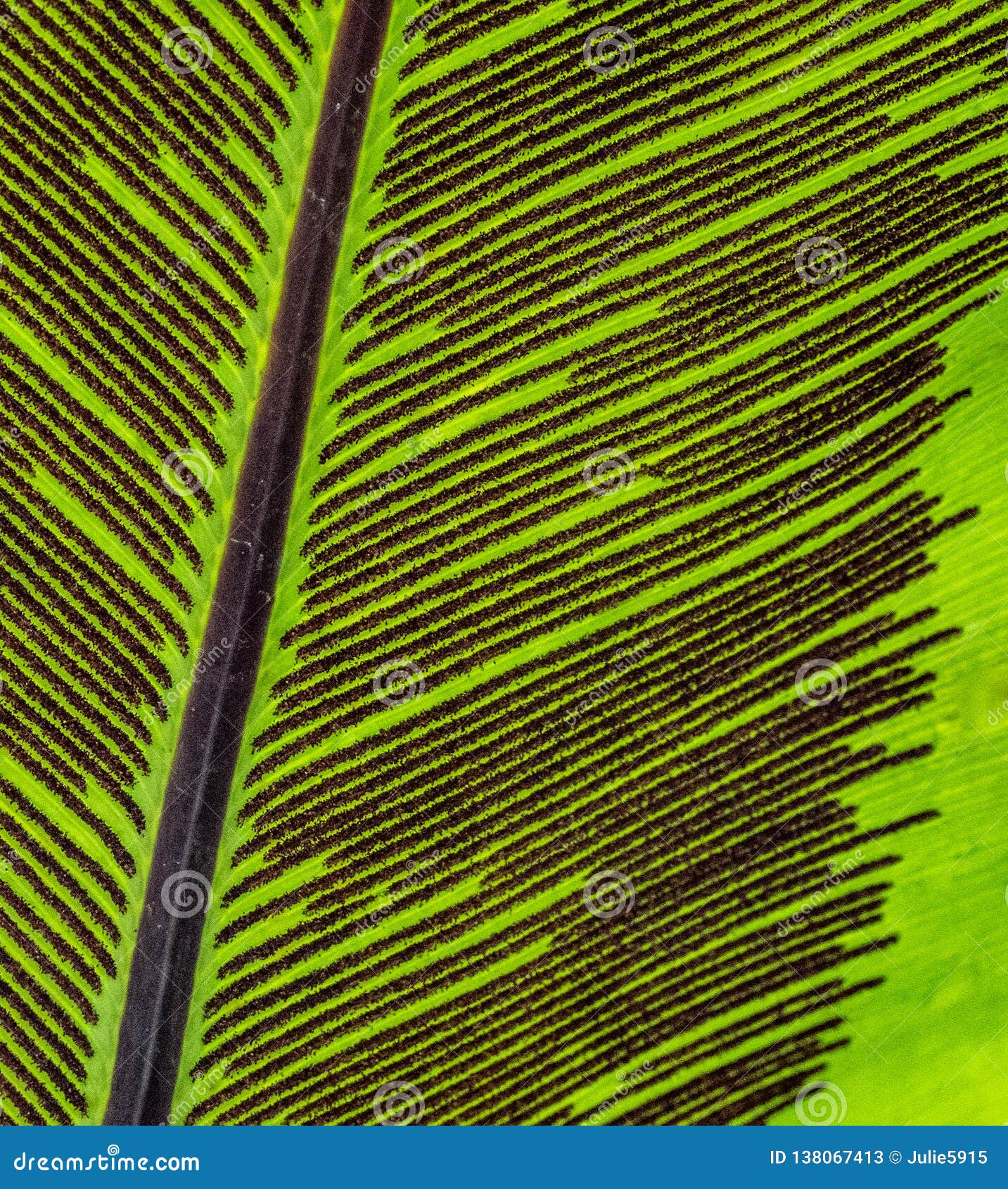 Leafy lines stock image. Image of leafy, veins, texture - 138067413