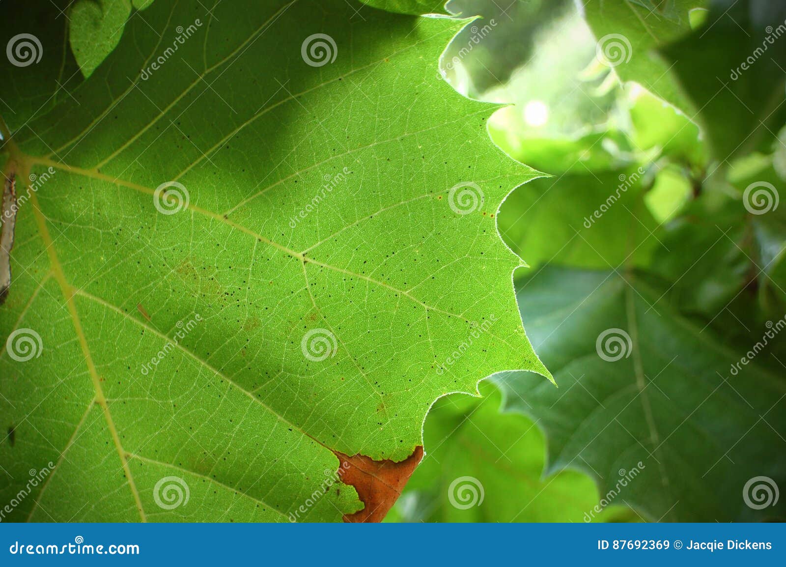Backlit Leaves stock image. Image of summer, macro, ecosystem - 87692369