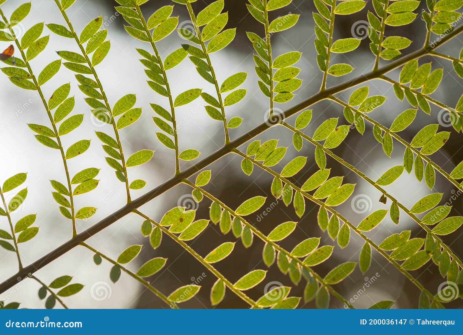 Backlit leaves of a plant stock image. Image of stems - 200036147