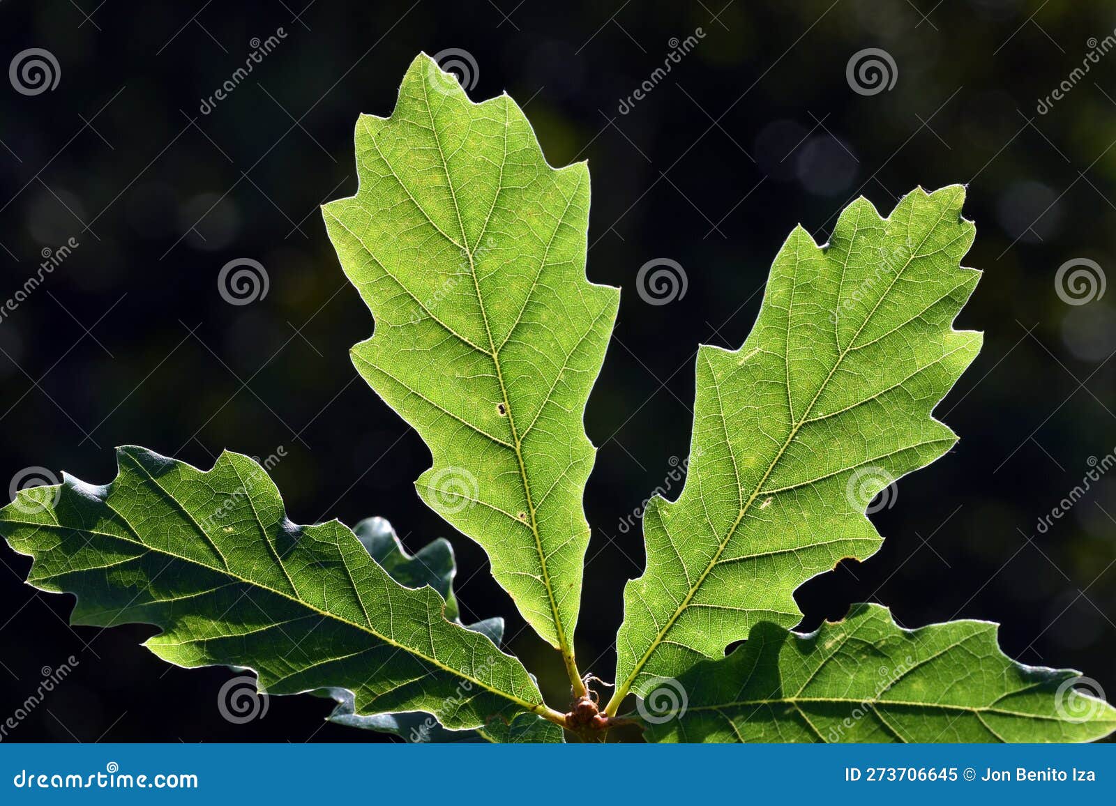 Backlit Leaves of Sessile Oak (Quercus Petraea) Stock Image - Image of ...