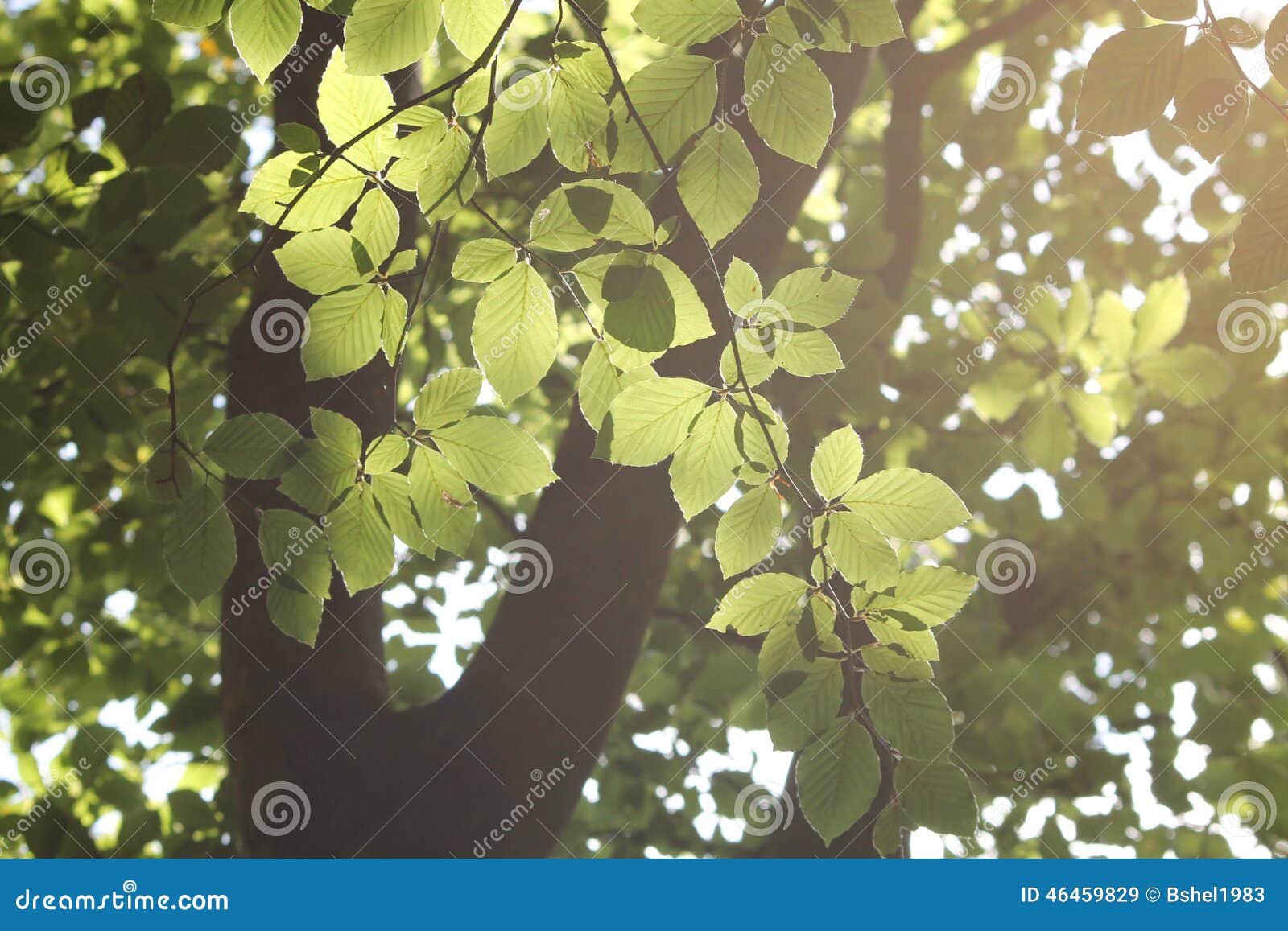 Backlit leaves stock image. Image of outdoors, woodlands - 46459829