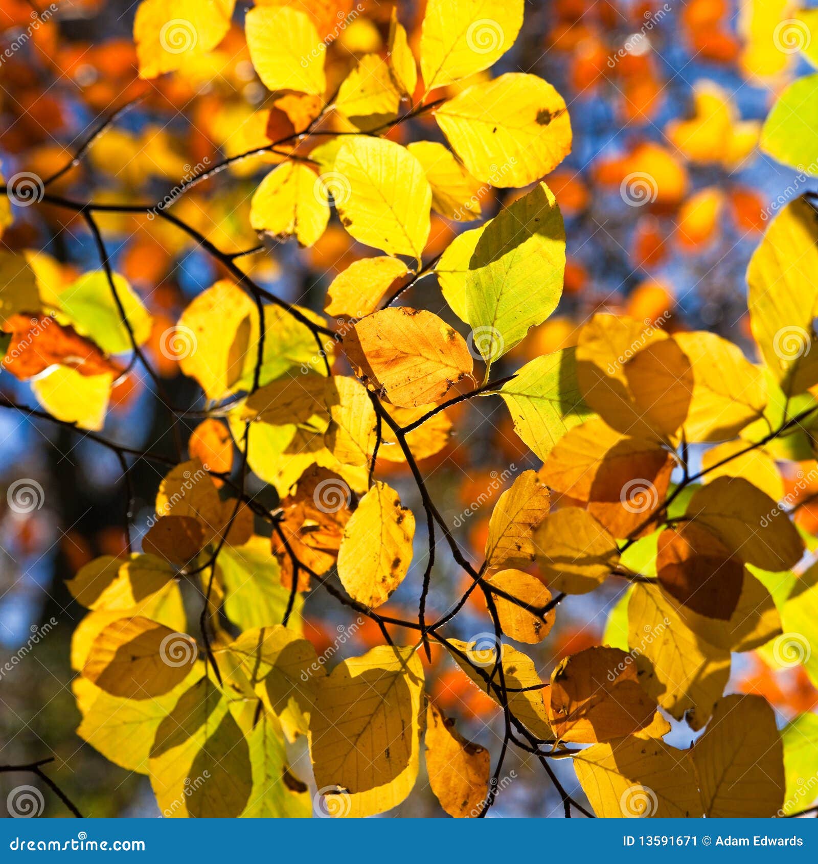 Backlit Leaves on a Tree in Autumn Stock Image - Image of background ...