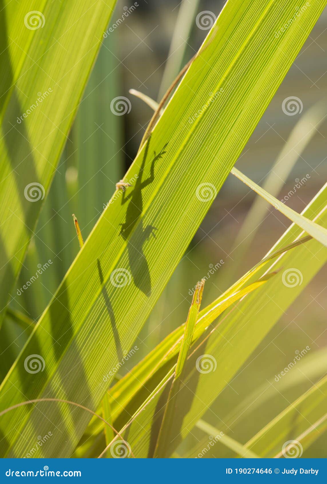 A Backlit Lizard on a Translucent Leaf Stock Photo - Image of ...