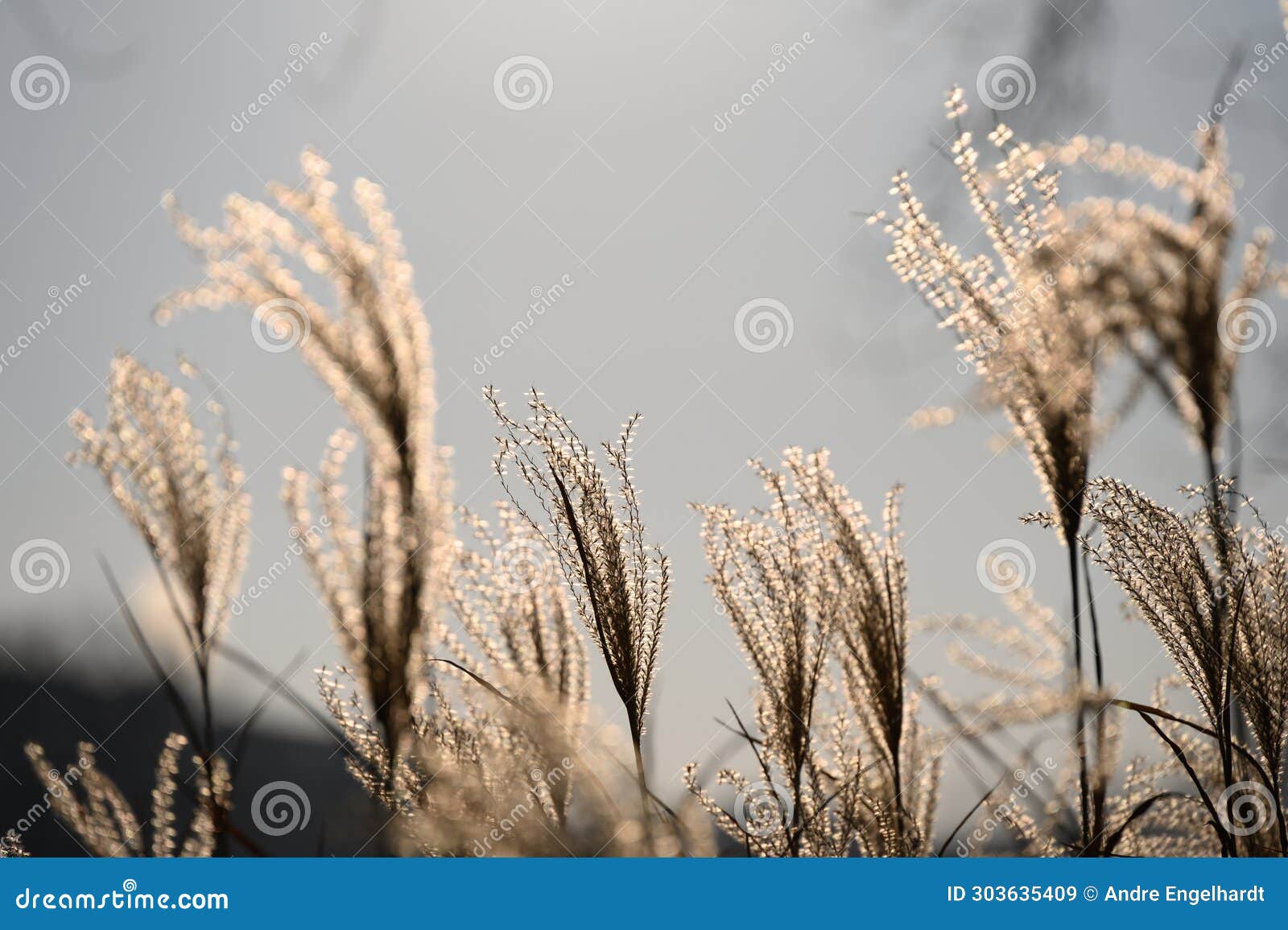 Backlit Maiden Silvergrass stock image. Image of glow - 303635409