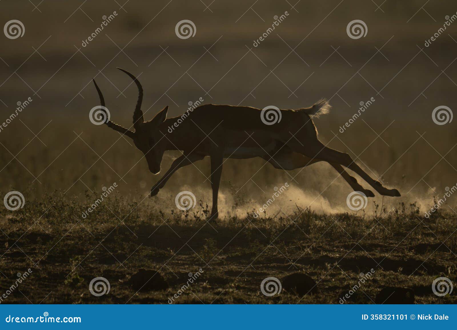 Backlit Male Impala Gallops Kicking Up Dust Stock Image - Image of ...