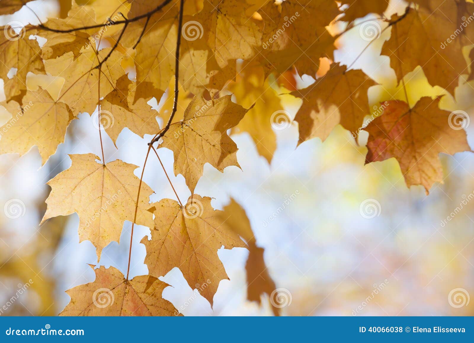 Backlit Maple Leaves in Fall Stock Photo - Image of sunshine, season ...