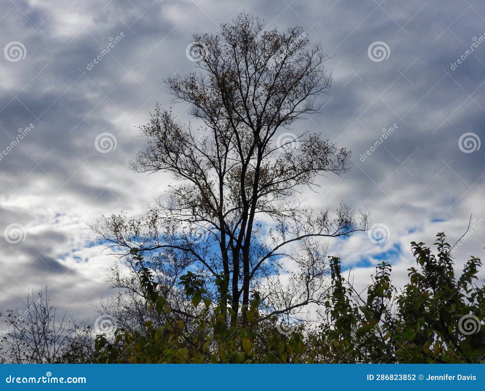 Backlit Near Leafless Tree with Cloudy Sky in Background Stock Photo ...