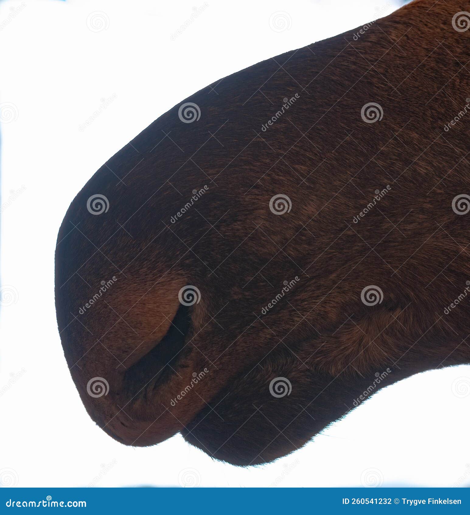 Backlit Nose and Mouth of an Elk... Stock Photo - Image of male, brown ...