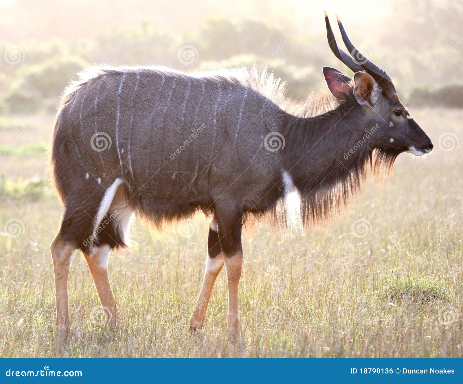Backlit Nyala Antelope stock photo. Image of curled, angasii - 18790136