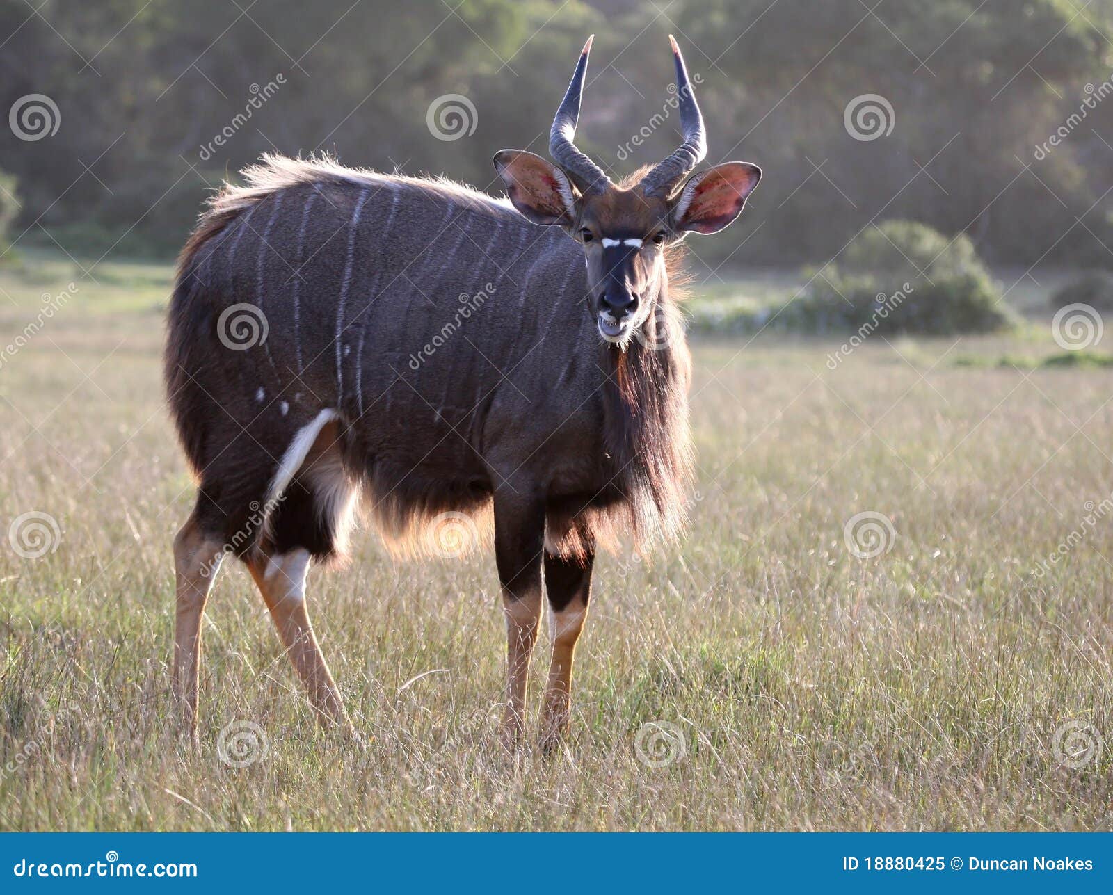 Backlit Nyala Antelope stock image. Image of hair, horn - 18880425