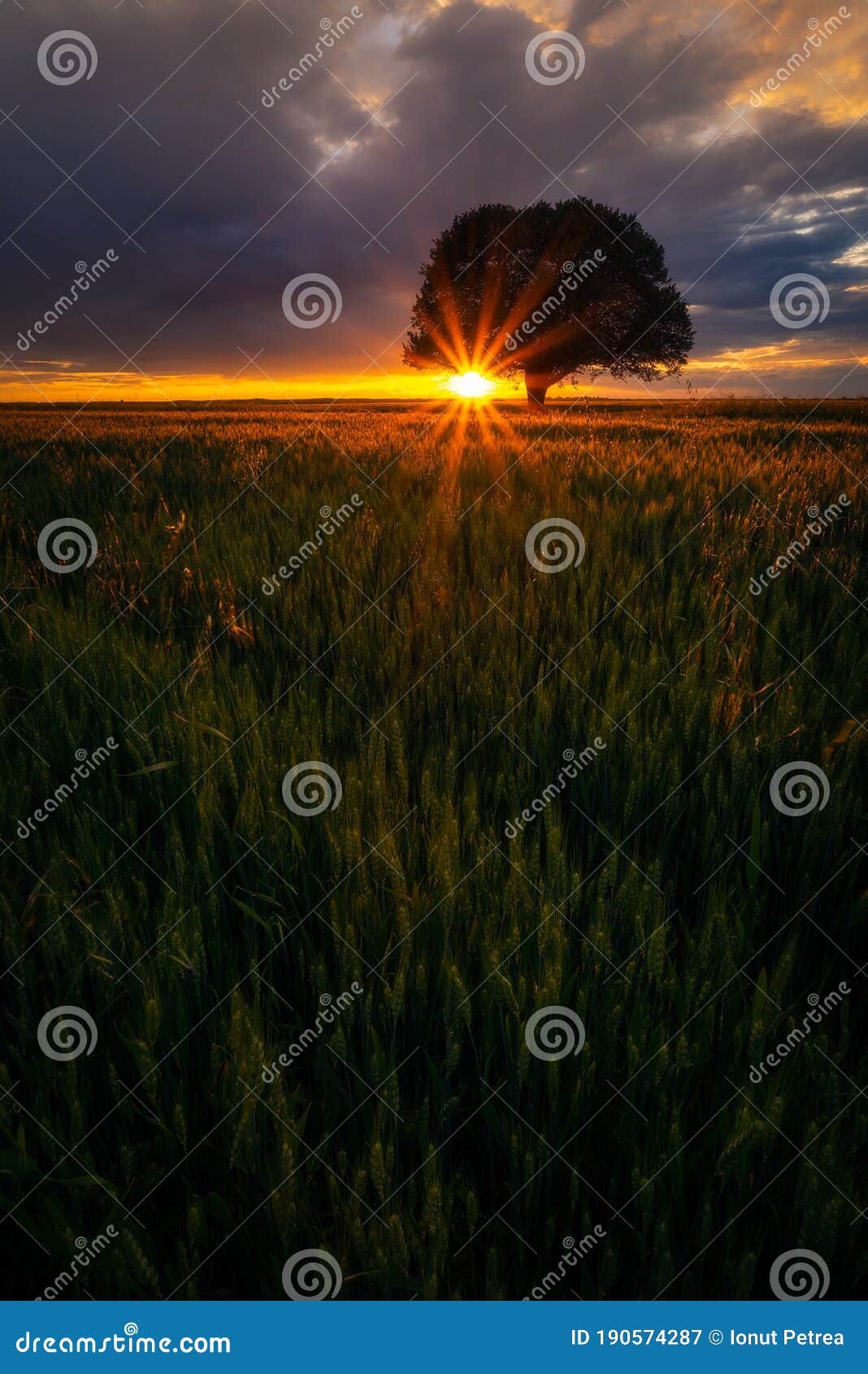 Backlit Oak Tree in a Wheat Grain Field at Sunrise Sunset Stock Image ...