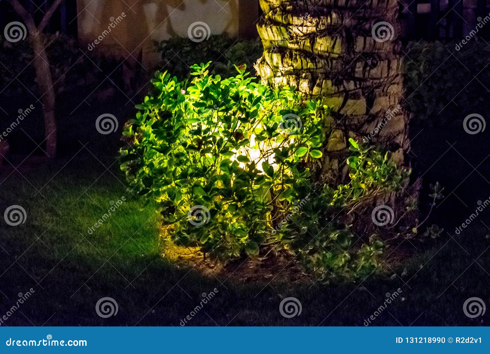 Backlit palm tree at night stock photo. Image of night - 131218990