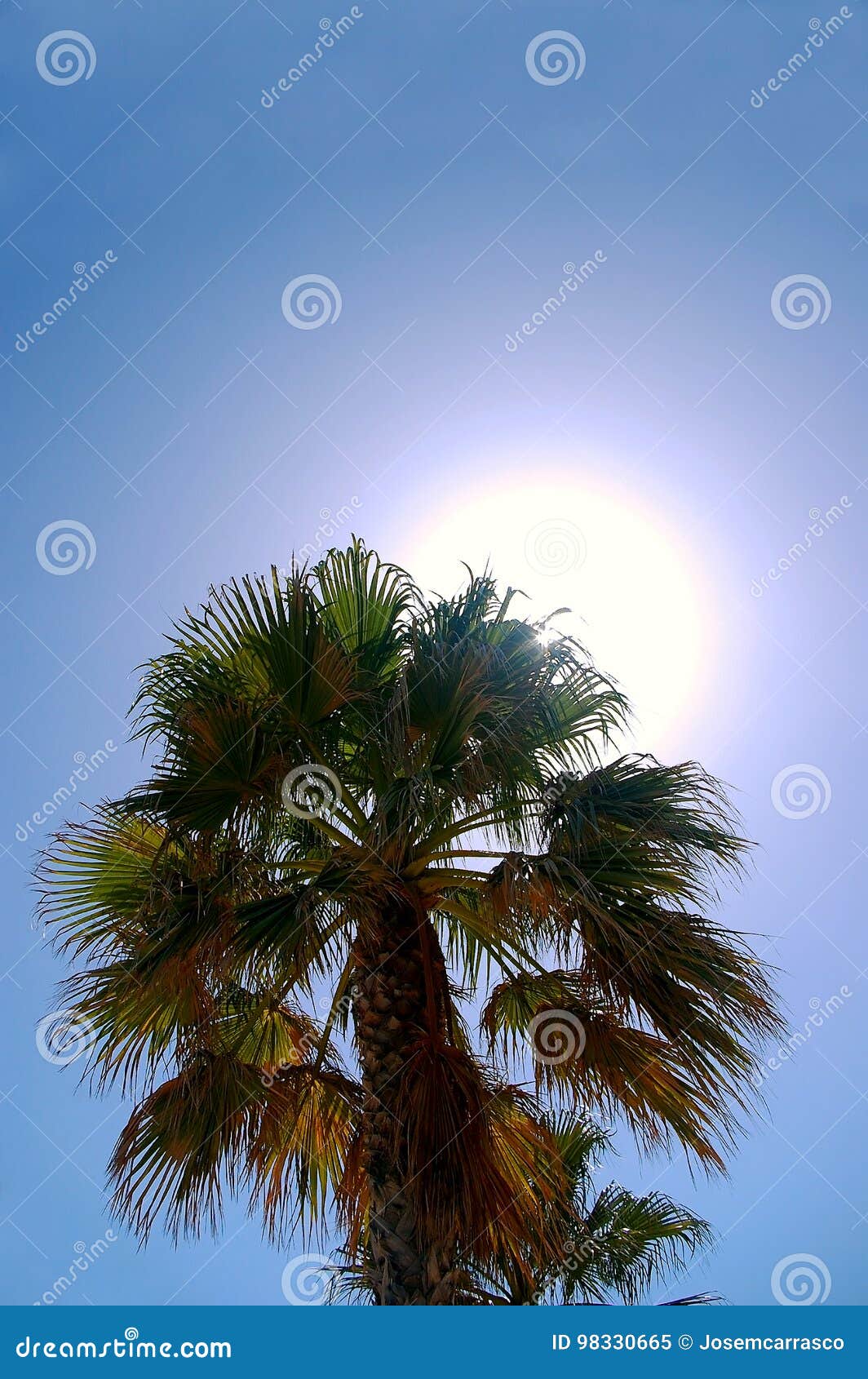 Backlit palm tree stock image. Image of climate, beautiful - 98330665