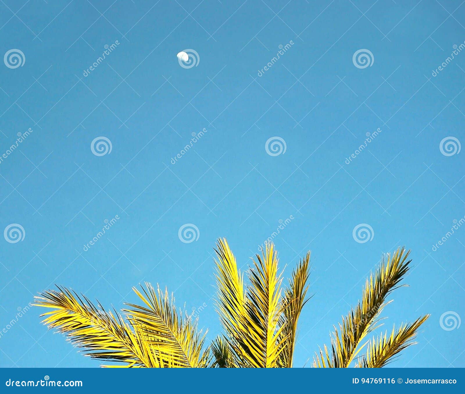 Backlit palm trees stock photo. Image of closeup, black - 94769116
