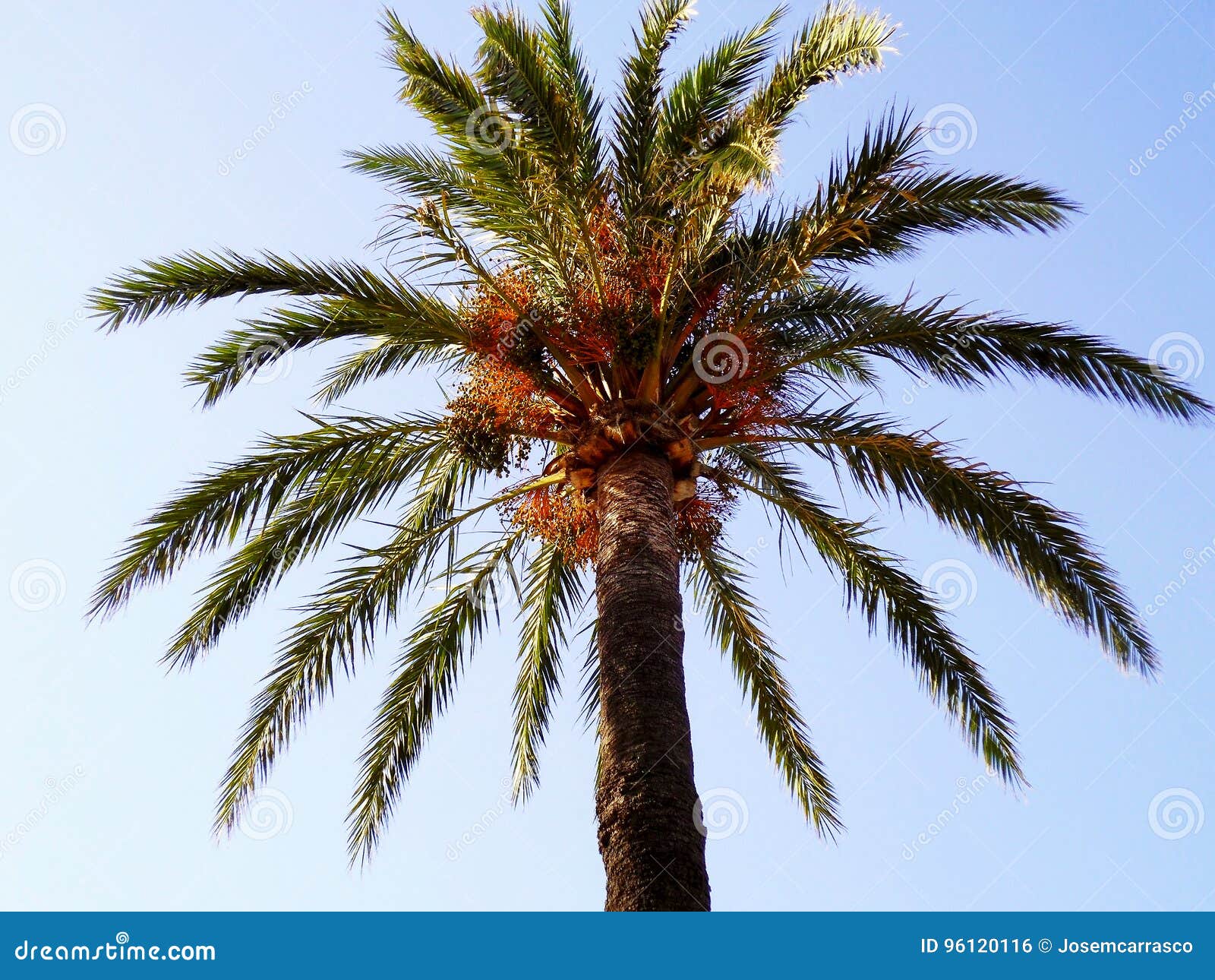 Backlit palm trees stock photo. Image of decor, close - 96120116