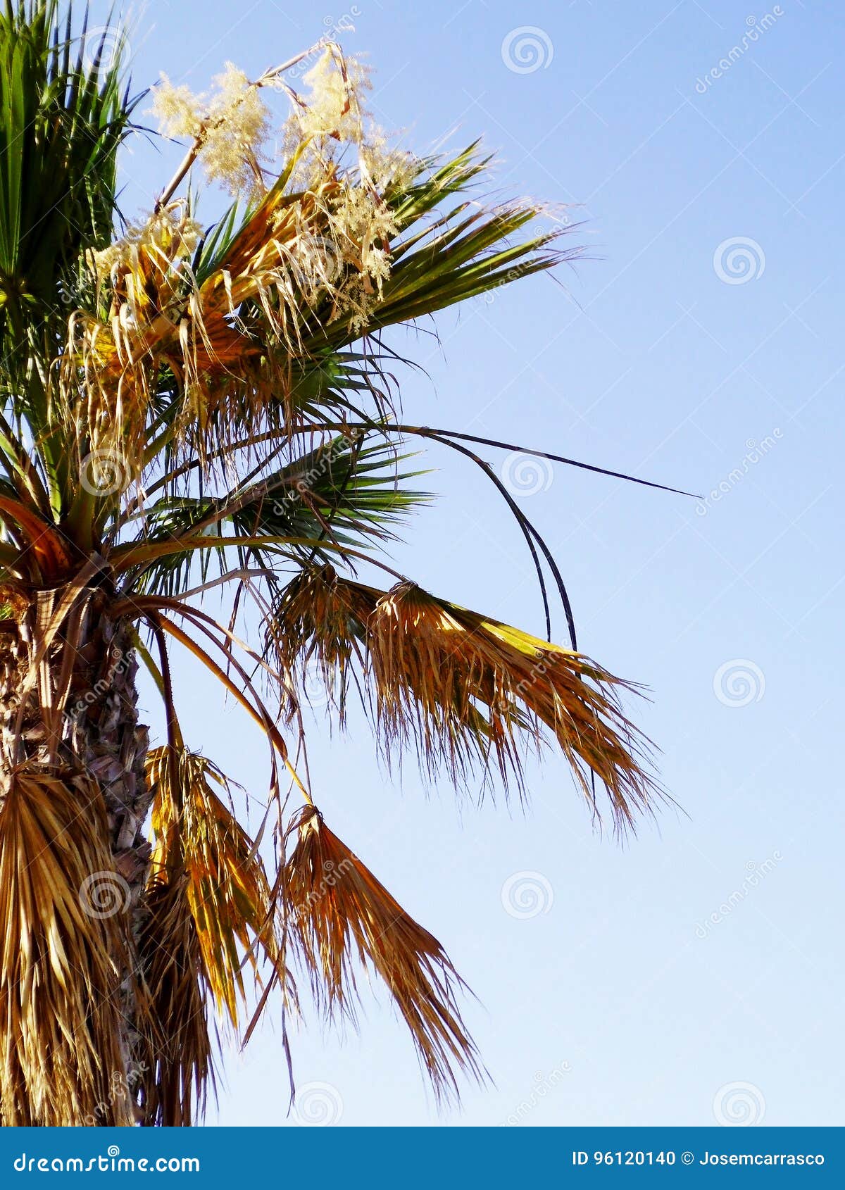 Backlit palm trees stock photo. Image of background, blue - 96120140