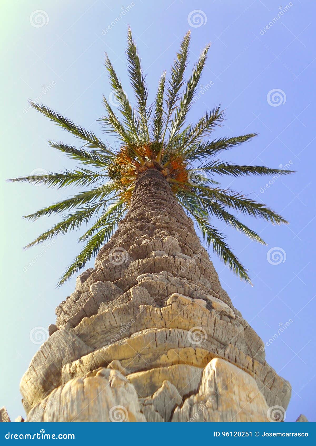 Backlit palm trees stock image. Image of blue, background - 96120251