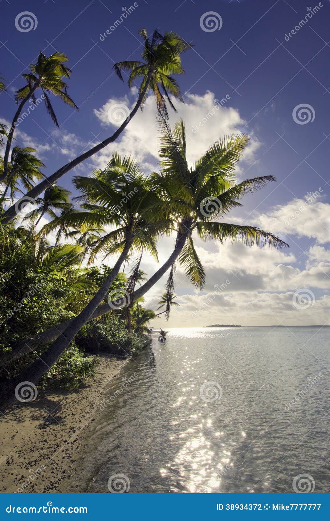 Backlit Palm Trees Lining Tropical Beach Stock Photo - Image of sunny ...