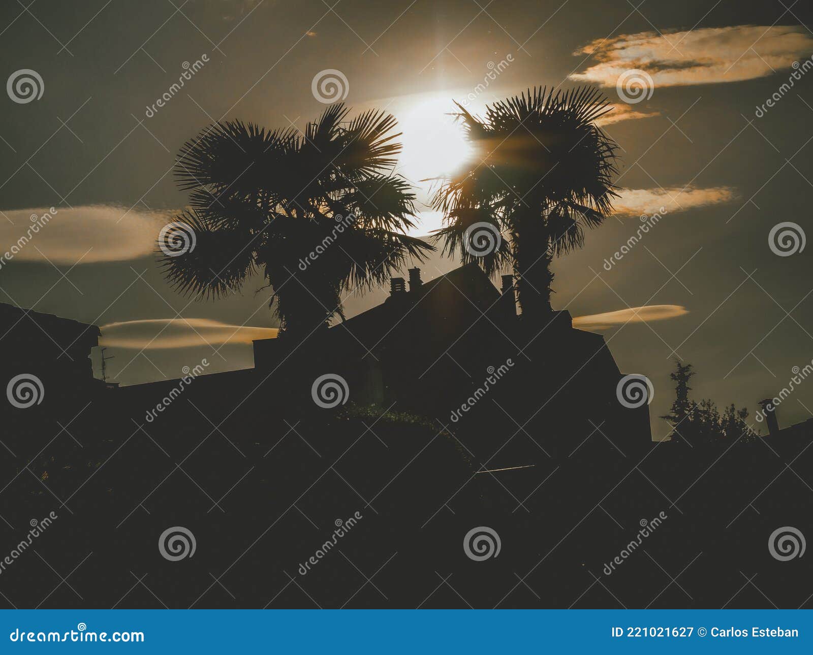 Backlit Palm Trees Un Sumer Stock Image - Image of sumer, evening ...
