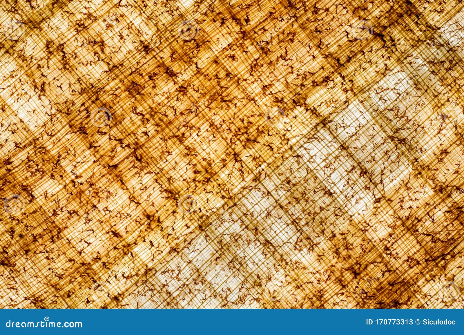 Backlit papyrus sheet stock image. Image of natural - 170773313