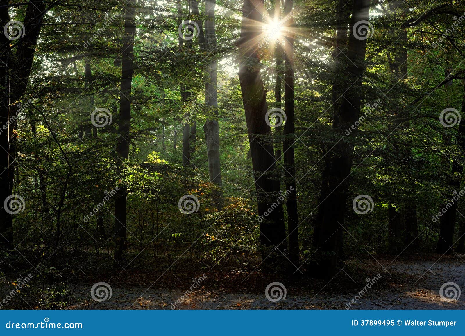 Backlit park scene stock image. Image of nature, shine - 37899495