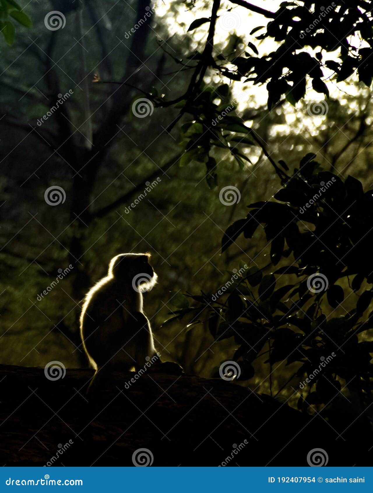 Backlit Picture of a Monkey in Woods Stock Photo - Image of rain, view ...